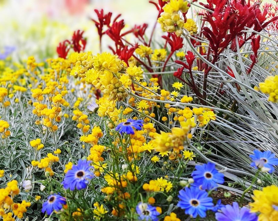 Final Concept Plan available | Joe Mallia Reserve, Oak Park | Conversations Merri-bek