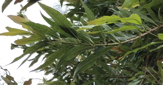 Hillview Avenue tree and passive irrigation project | Conversations ...