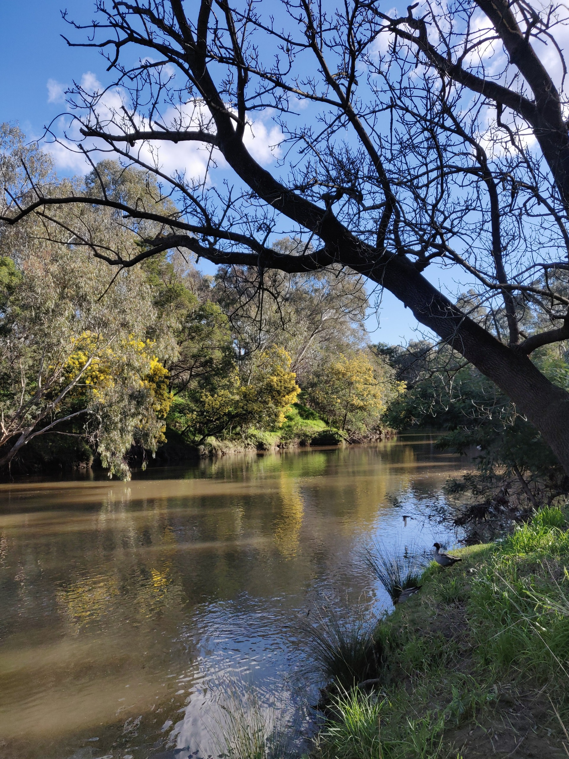 Merri Merri Wayi | Conversations Merri-bek